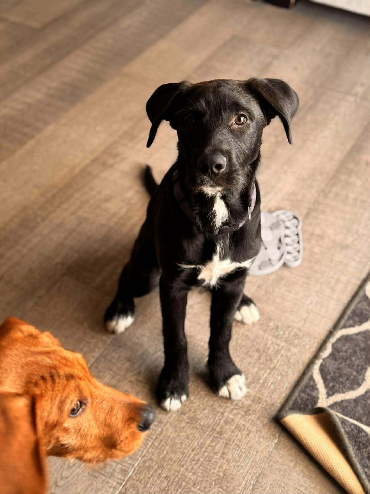 Dogs | Pups With Soul